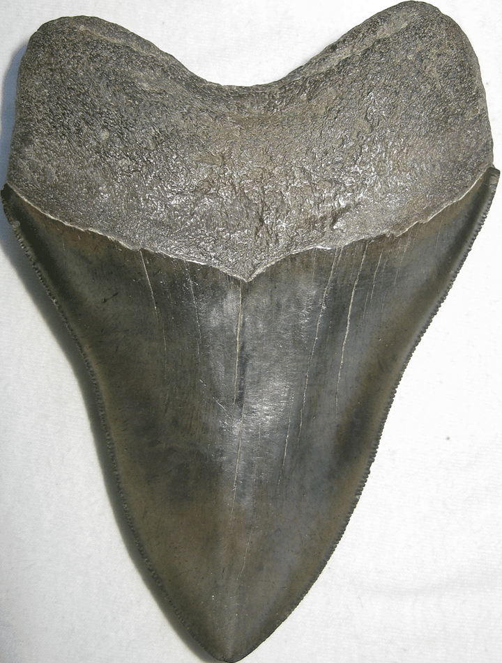 Collector Jet Black Megalodon Shark Tooth 019 - Elen Importing ...