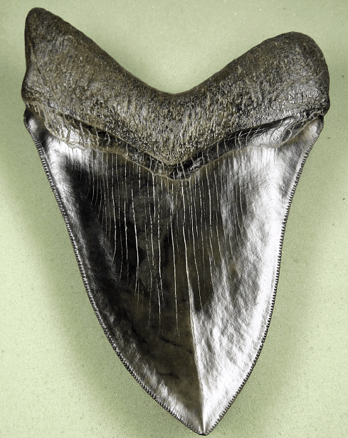 Collector Jet Black Megalodon Shark Tooth 024 - Elen Importing ...