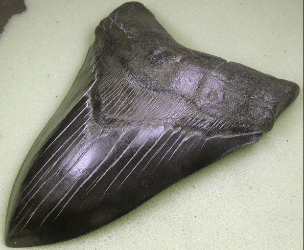 Collector Jet Black Megalodon Shark Tooth 024 - Elen Importing ...