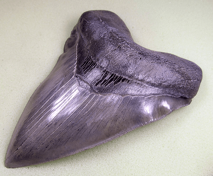 Museum Meg Shark Tooth W/Abnormal Tooth Pattern 004 (L1 - 5.55" x L2 ...
