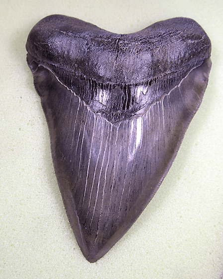 Museum Meg Shark Tooth W/Abnormal Tooth Pattern 004 (L1 - 5.55" x L2 ...