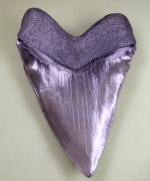 Museum Meg Shark Tooth W/Abnormal Tooth Pattern 004 (L1 - 5.55" x L2 ...
