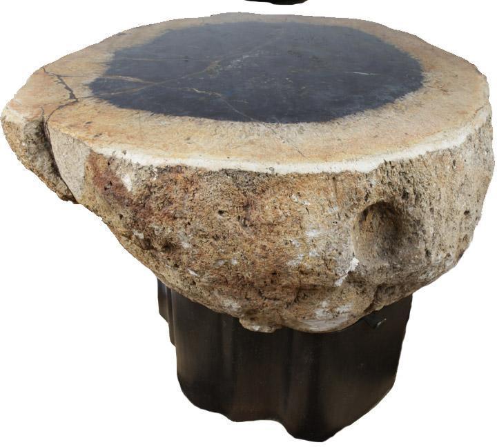 Petrified Coconut Palm Coffee Table #905-EH Steel Base – Designs By ...