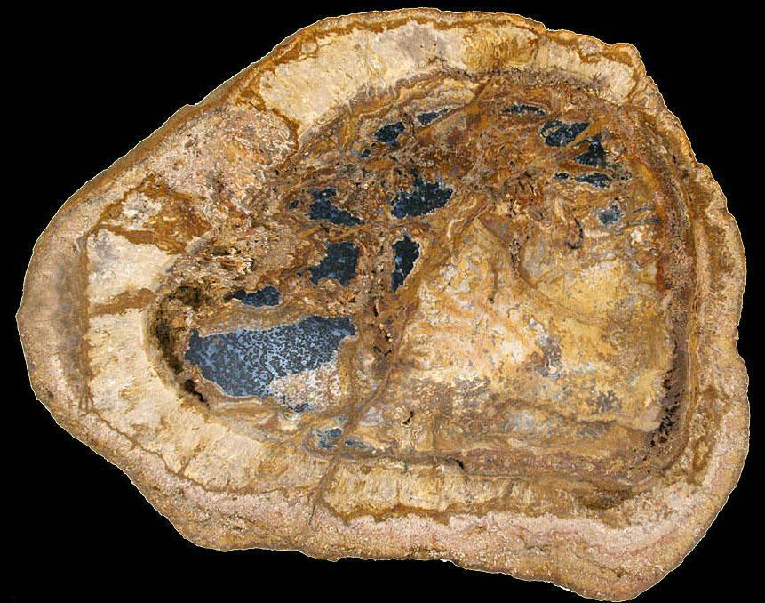 RARE Gem Petrified Coconut Palm Table Top #6 {25" x 19" x 1' thick} Sl ...