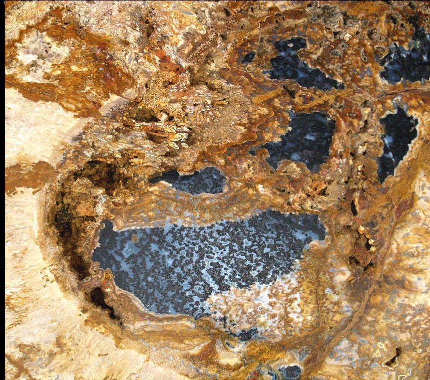RARE Gem Petrified Coconut Palm Table Top #6 {25" x 19" x 1' thick} Sl ...