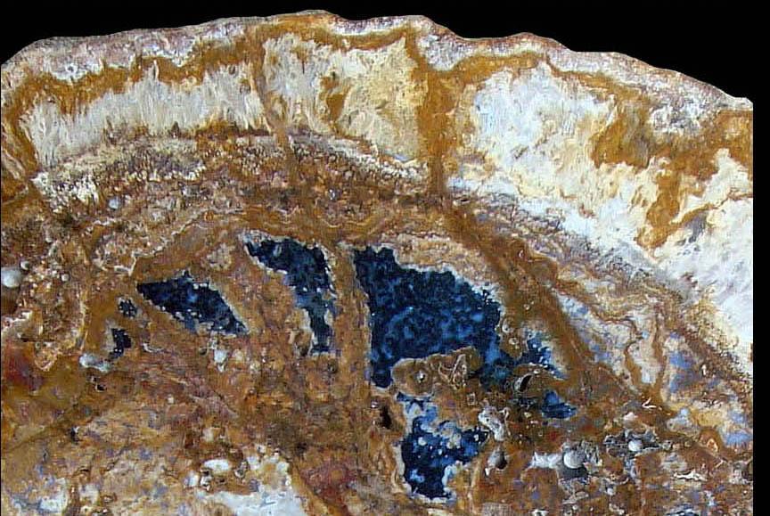 24" x 20" x 1" Gem Grade Petrified Coconut Palm Slice #8 – Designs By ...